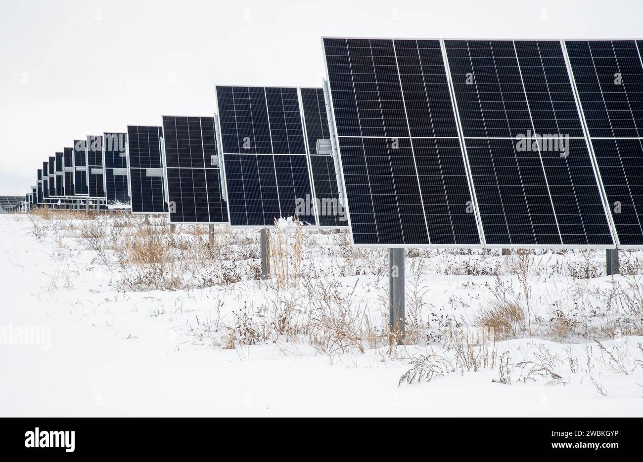 The edge of rows of solar panels that have replaced farm fields ...