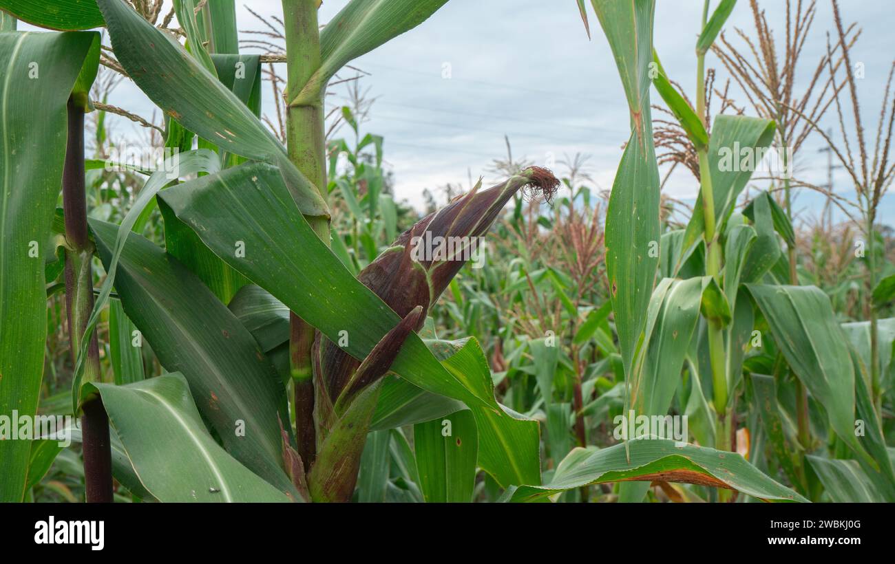 Middle of corn field hi-res stock photography and images - Alamy