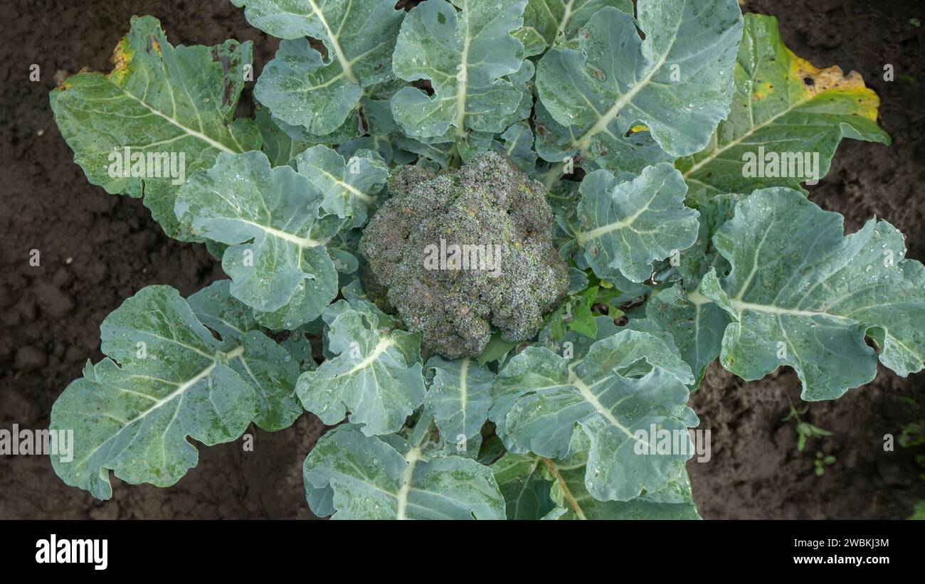 Broccoli plant hi-res stock photography and images - Alamy
