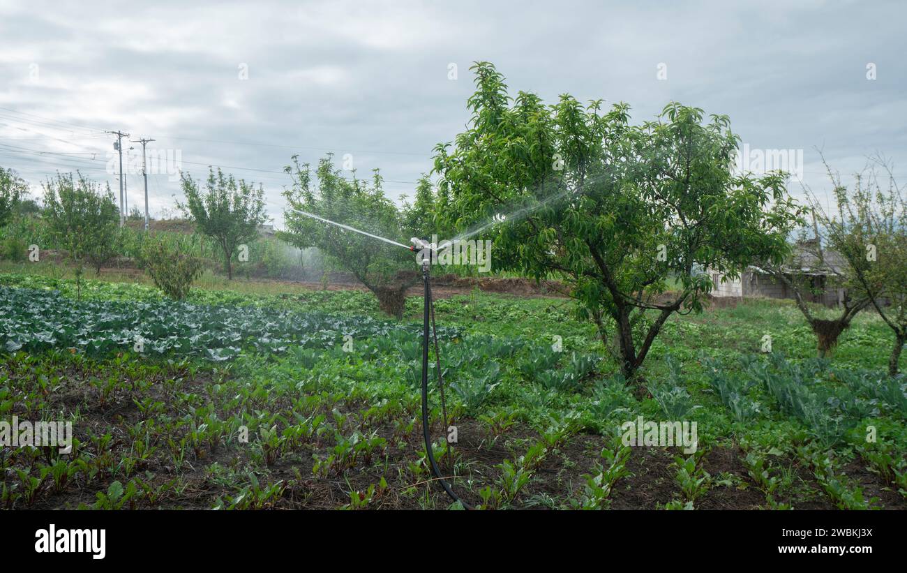 View of sprinkler irrigation system in operation, irrigating a field of ...