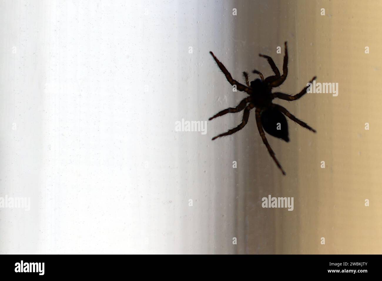 Transparent arachnoid hi-res stock photography and images - Alamy