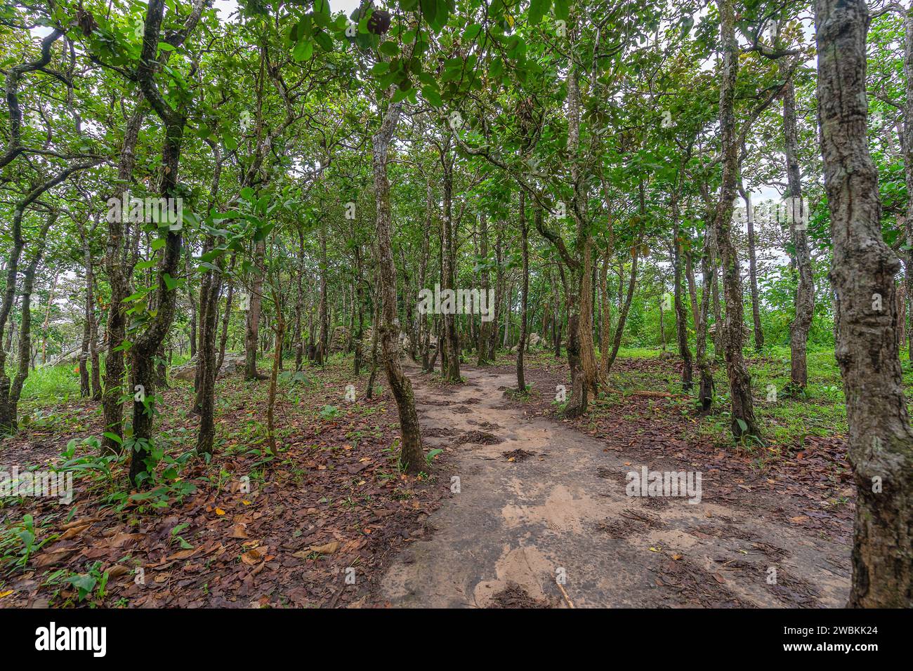 Green forest with tall trees in national park (called Pa Hin Ngam) in ...