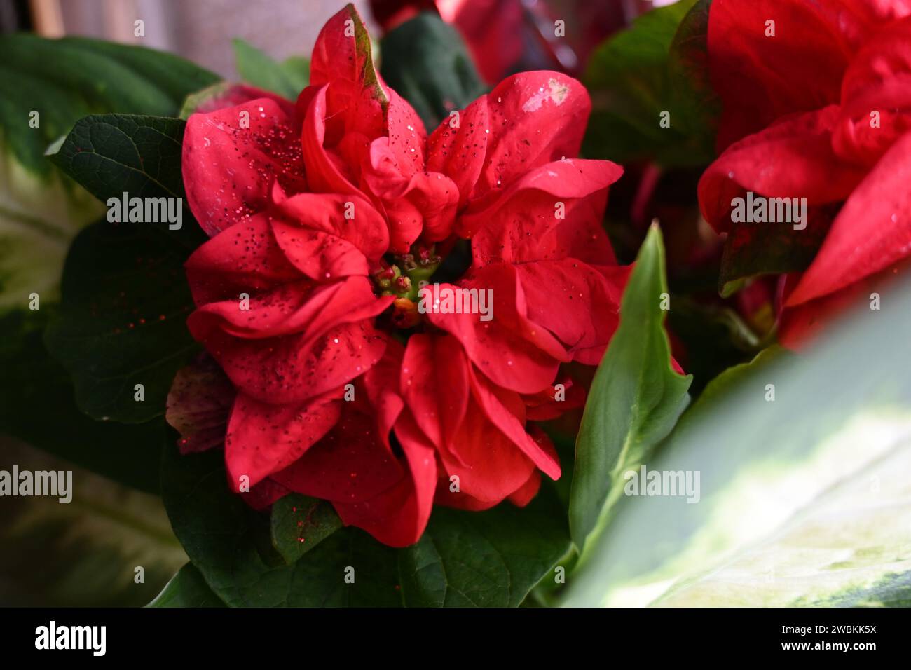 Bush family christmas hi-res stock photography and images - Alamy