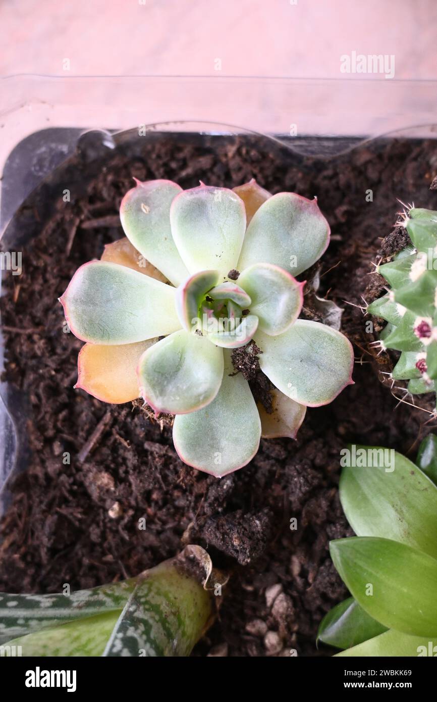 Orchid cactus plant hi-res stock photography and images - Alamy