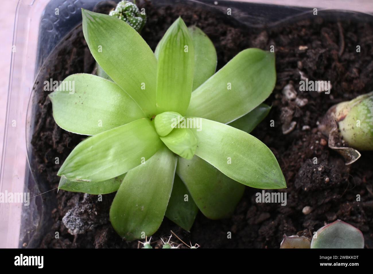Ornamental succulent plants hi-res stock photography and images - Alamy