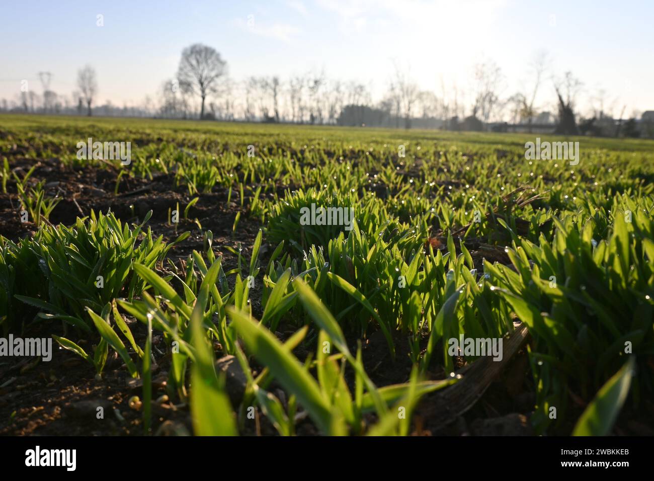 Corn plant growing Stock Photo - Alamy