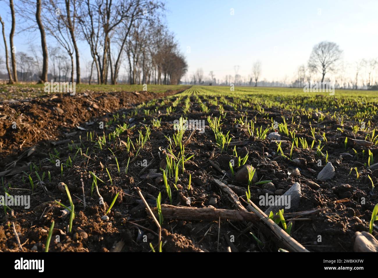 Log cropping hi-res stock photography and images - Alamy