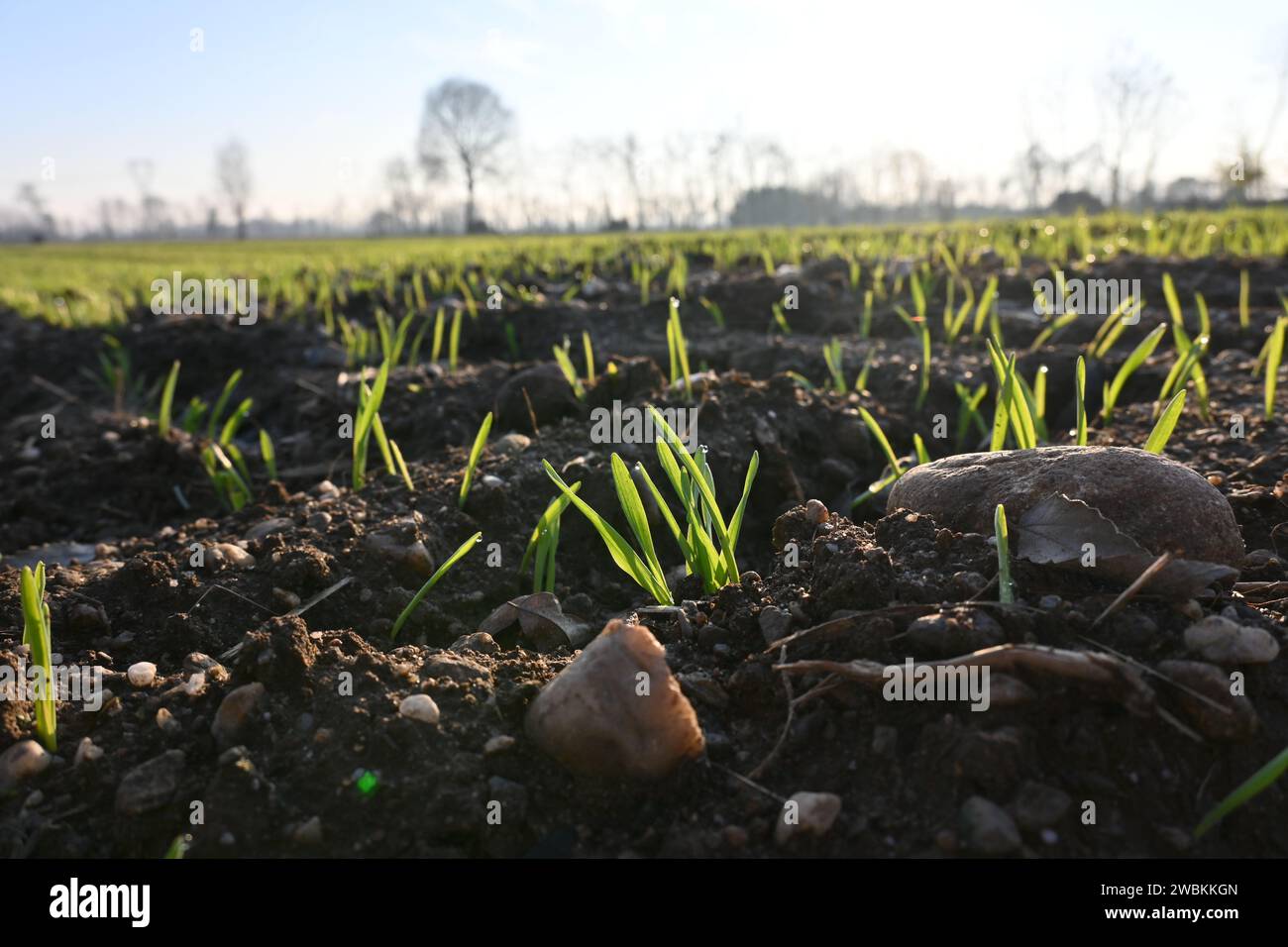 Corn plant growing Stock Photo - Alamy