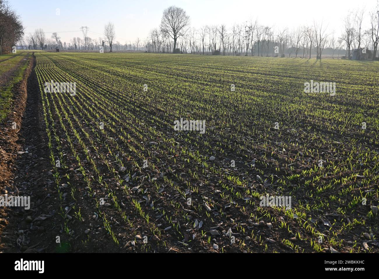 Details agricultural field hi-res stock photography and images - Alamy