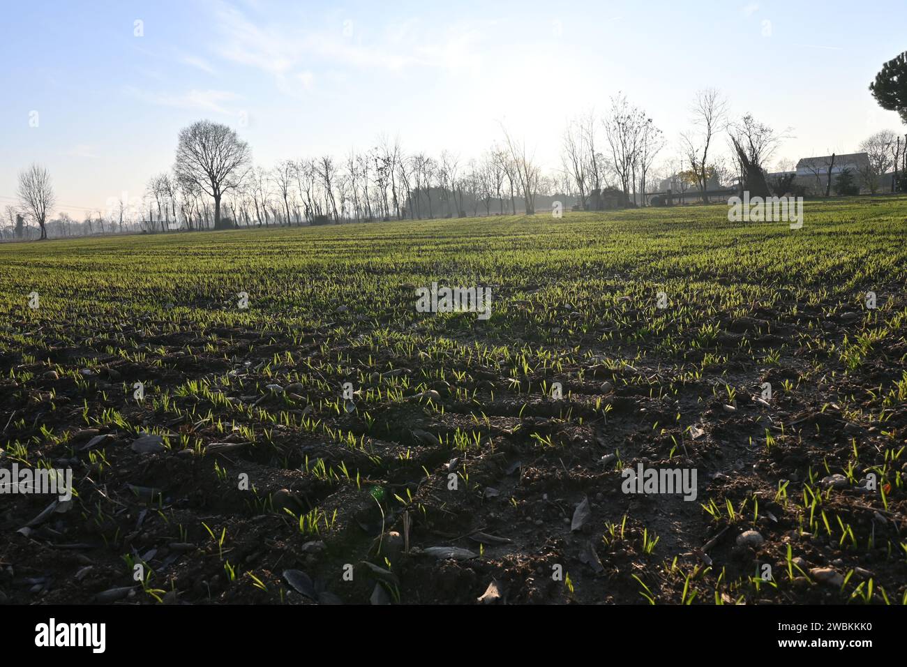 Details agricultural field hi-res stock photography and images - Alamy