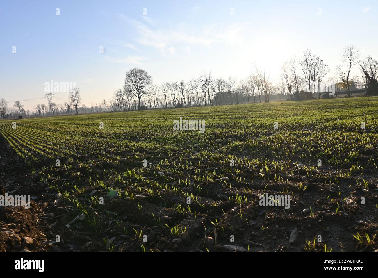 Log cropping hi-res stock photography and images - Alamy
