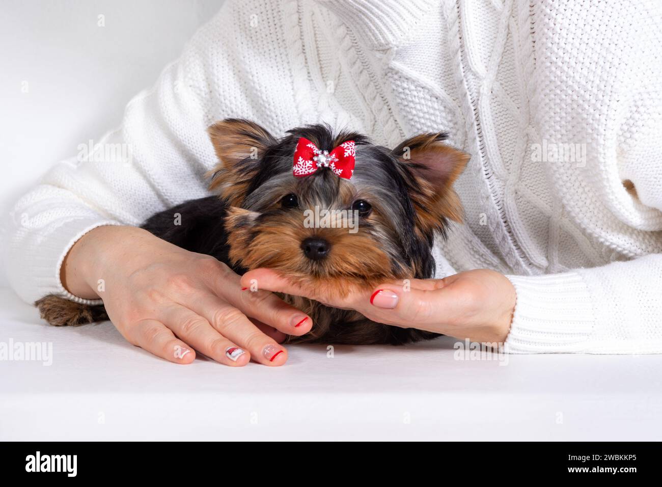 Puppy dog in hand hi-res stock photography and images - Alamy