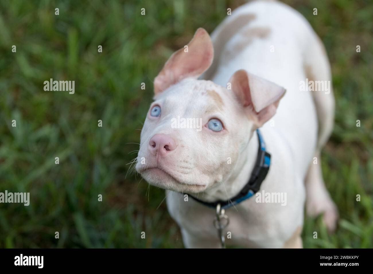 Dog waiting for command hi-res stock photography and images - Alamy