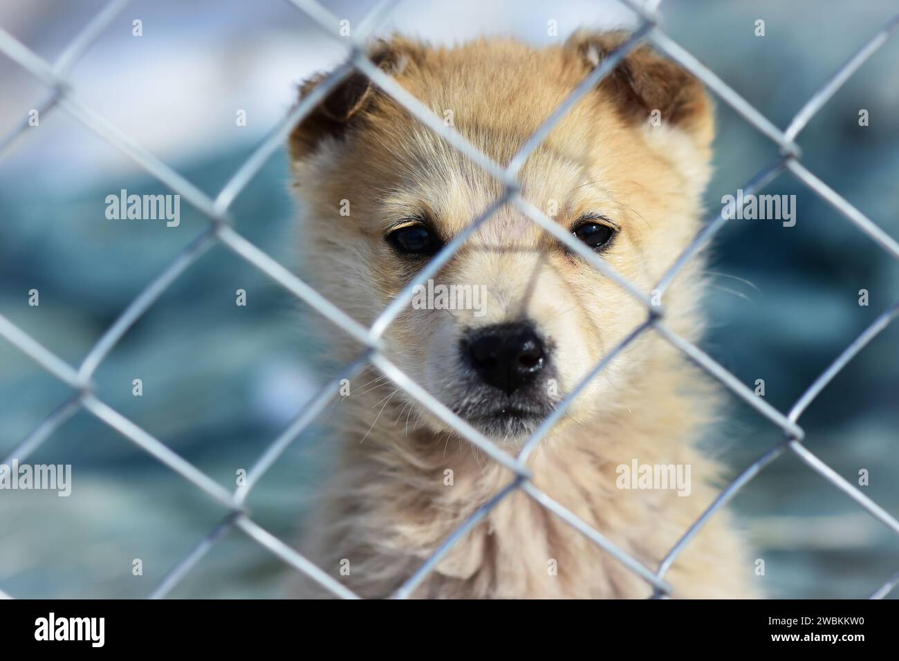 Portrait of a puppy through the bars in the morning sun in the animal ...
