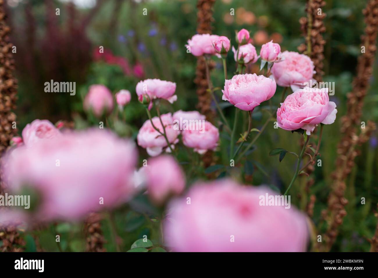 Pink The Alnwick rose blooming in summer garden by foxgloves. Bunch of ...