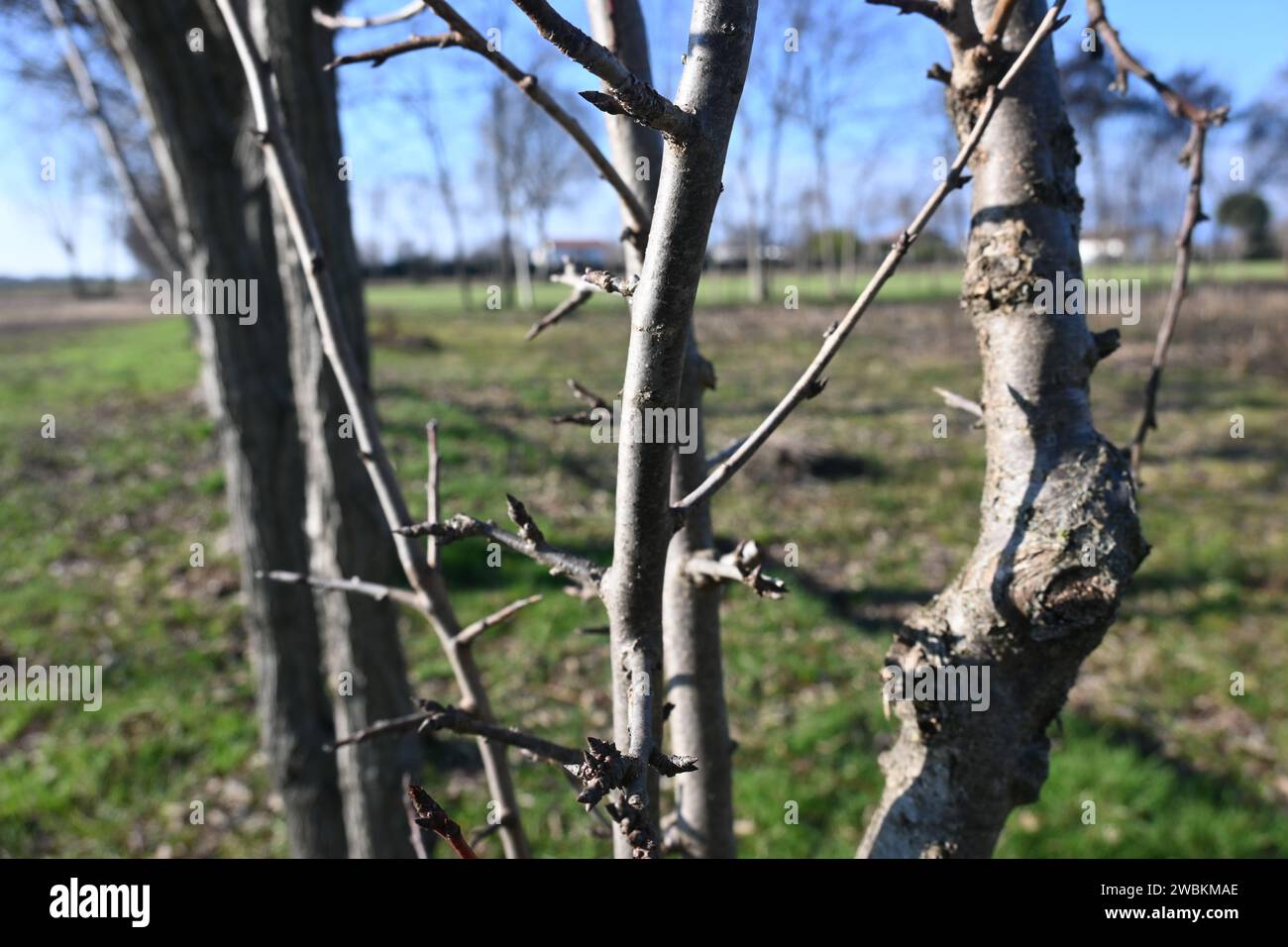 Tree and branches Stock Photo - Alamy