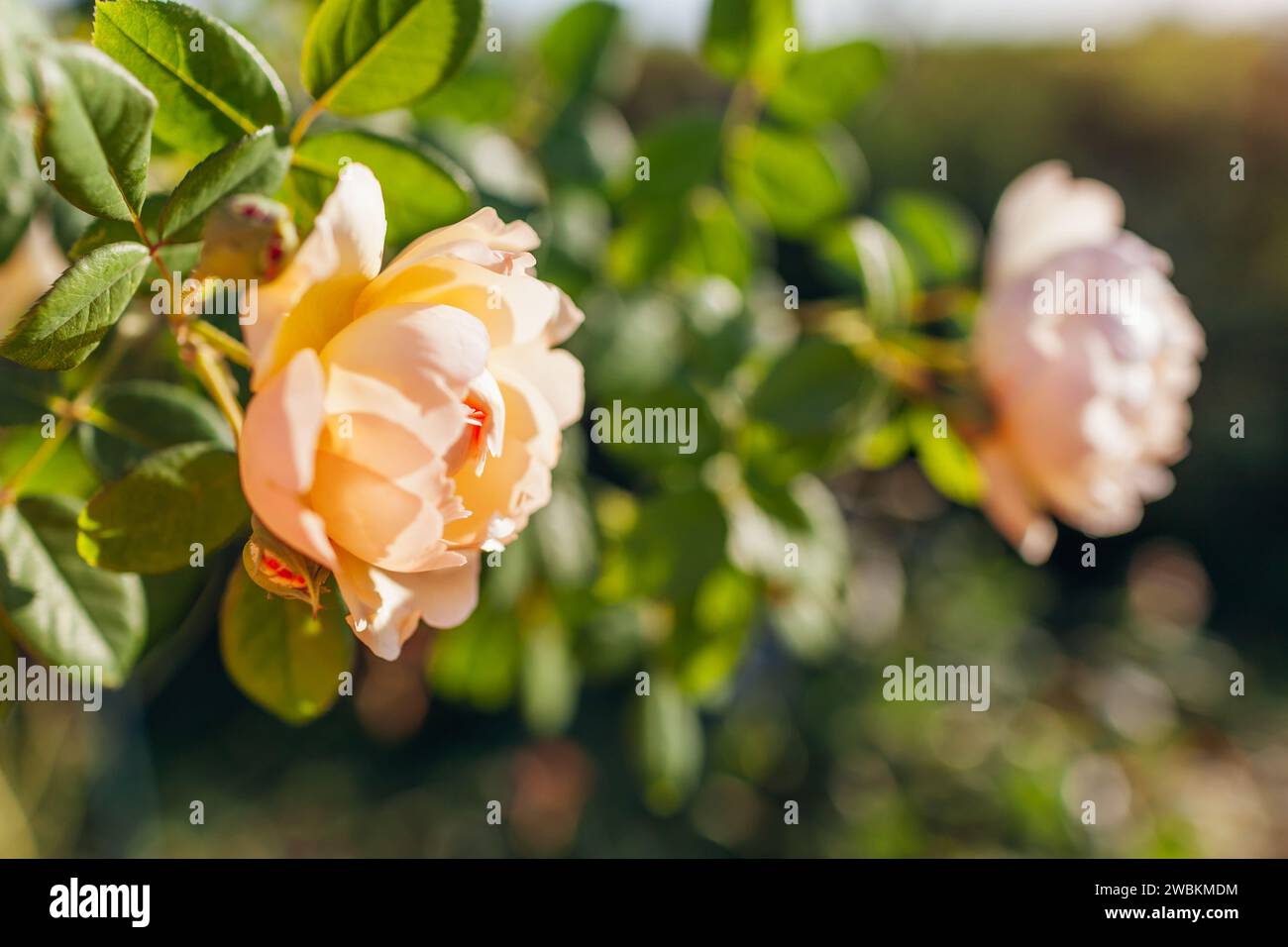 Gardener enjoys blooming roses flowers in summer garden. Woman checking ...