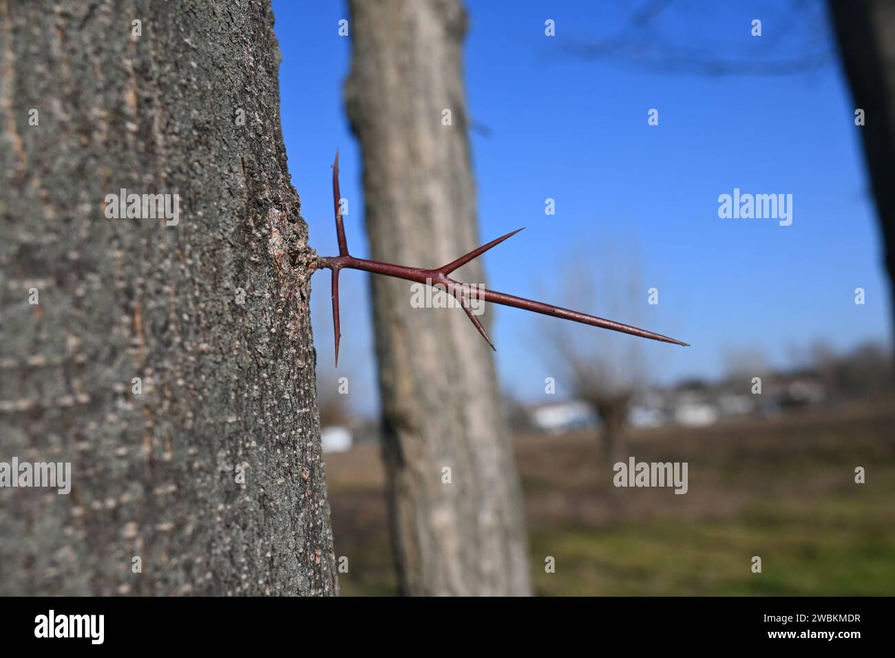 Tree branch natural thorns hi-res stock photography and images - Alamy