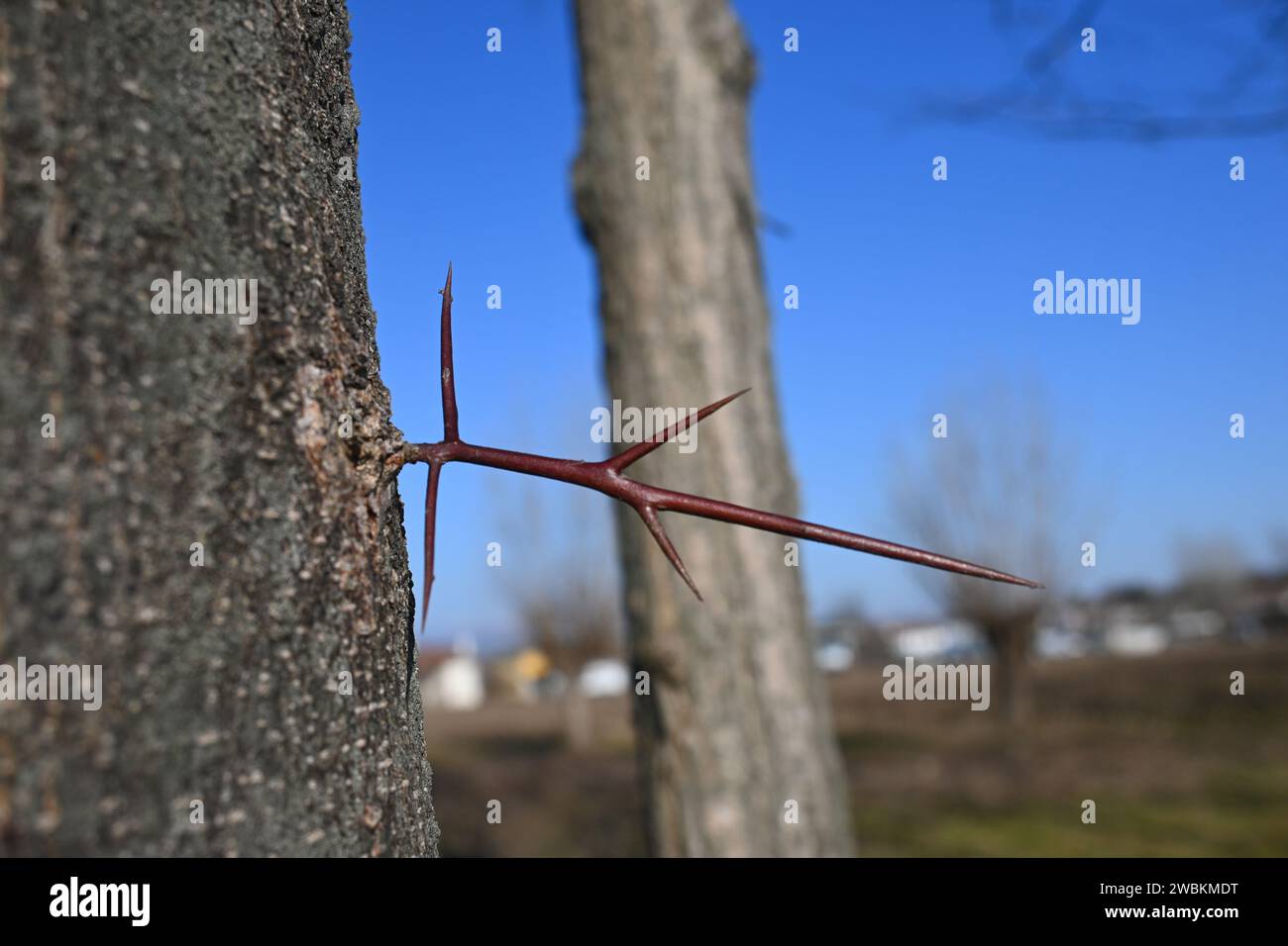 Trees with thorns hi-res stock photography and images - Alamy