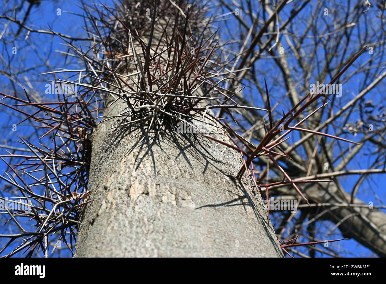 Thorns tree isolated hi-res stock photography and images - Alamy