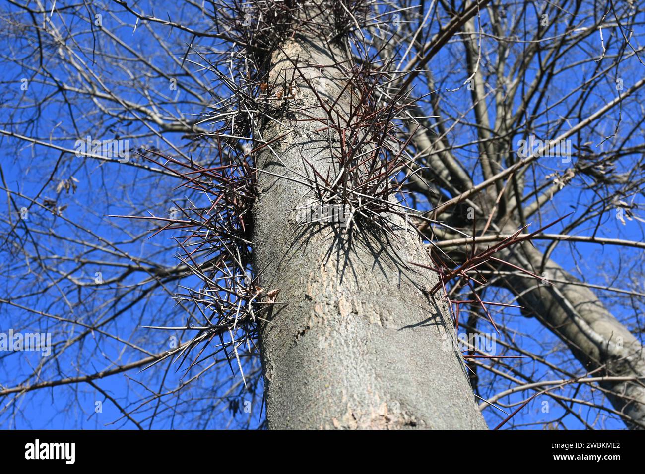 Thorns tree isolated hi-res stock photography and images - Alamy