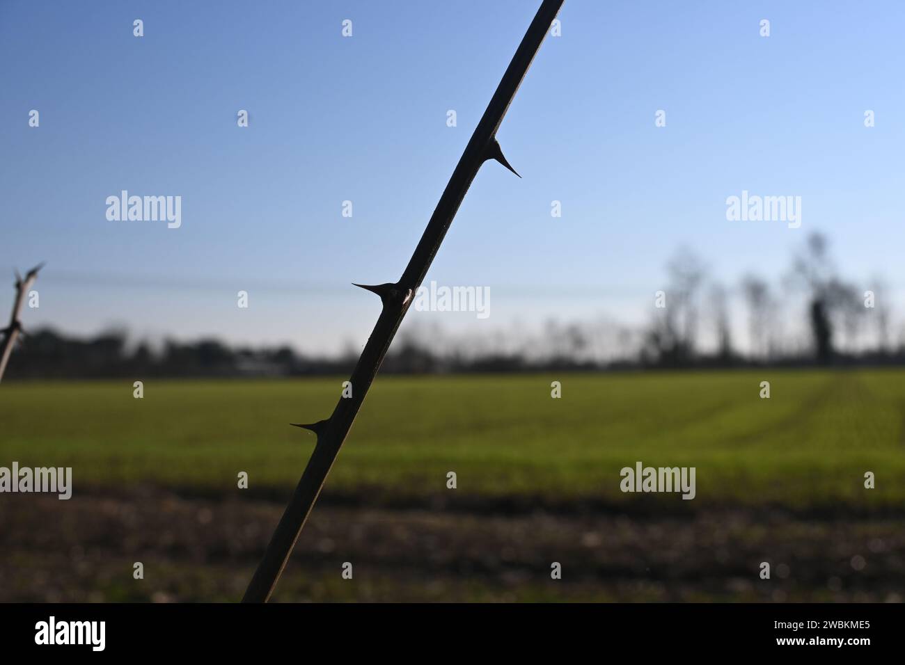 Leafless sycamore tree hi-res stock photography and images - Alamy