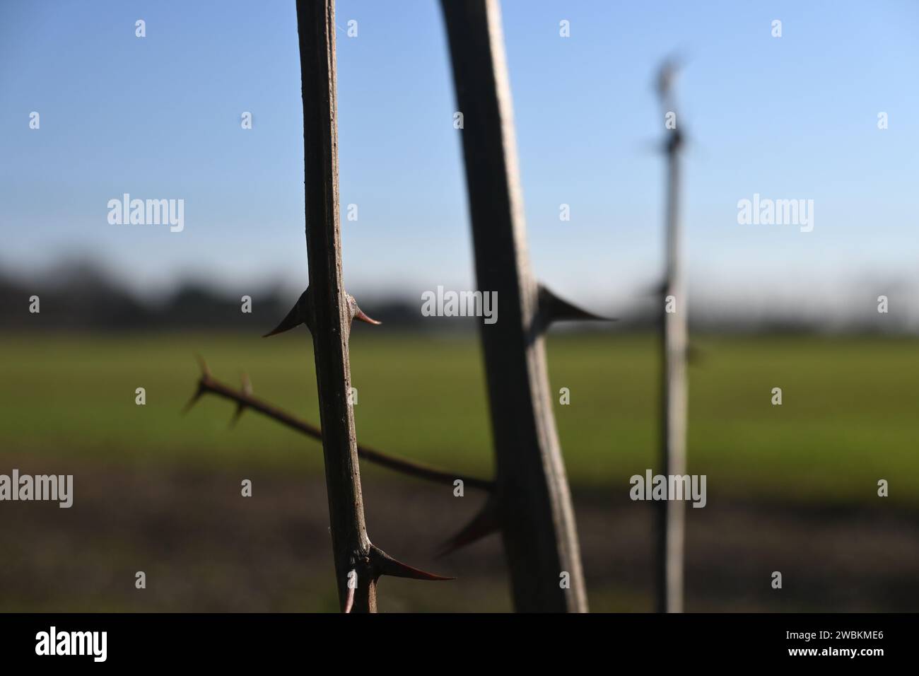 Leafless sycamore tree hi-res stock photography and images - Alamy