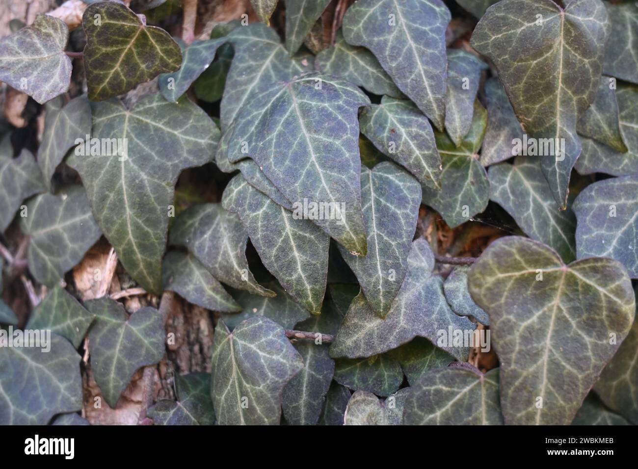 Climbing plants design hi-res stock photography and images - Alamy