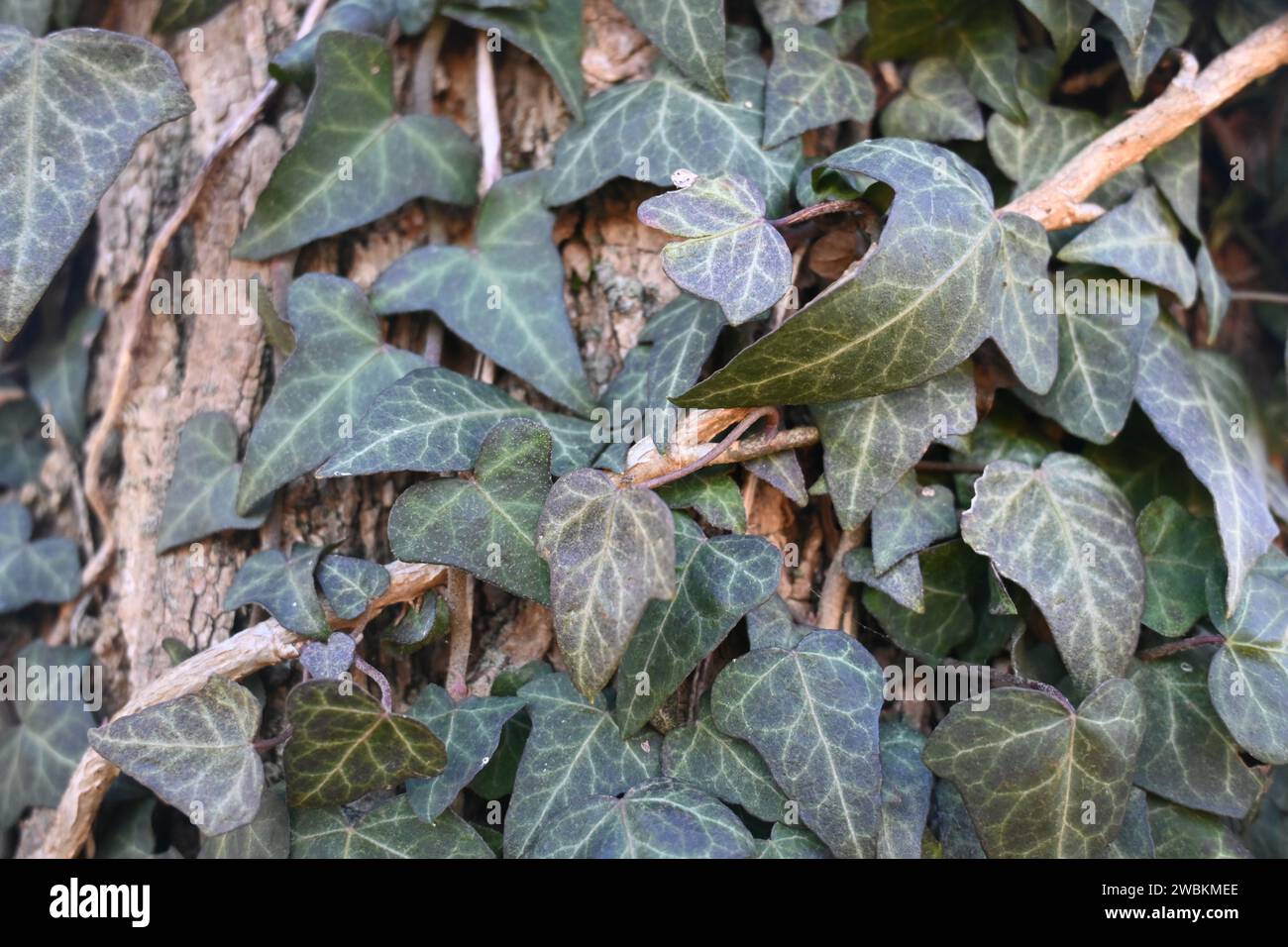 Ivy natural design hi-res stock photography and images - Alamy