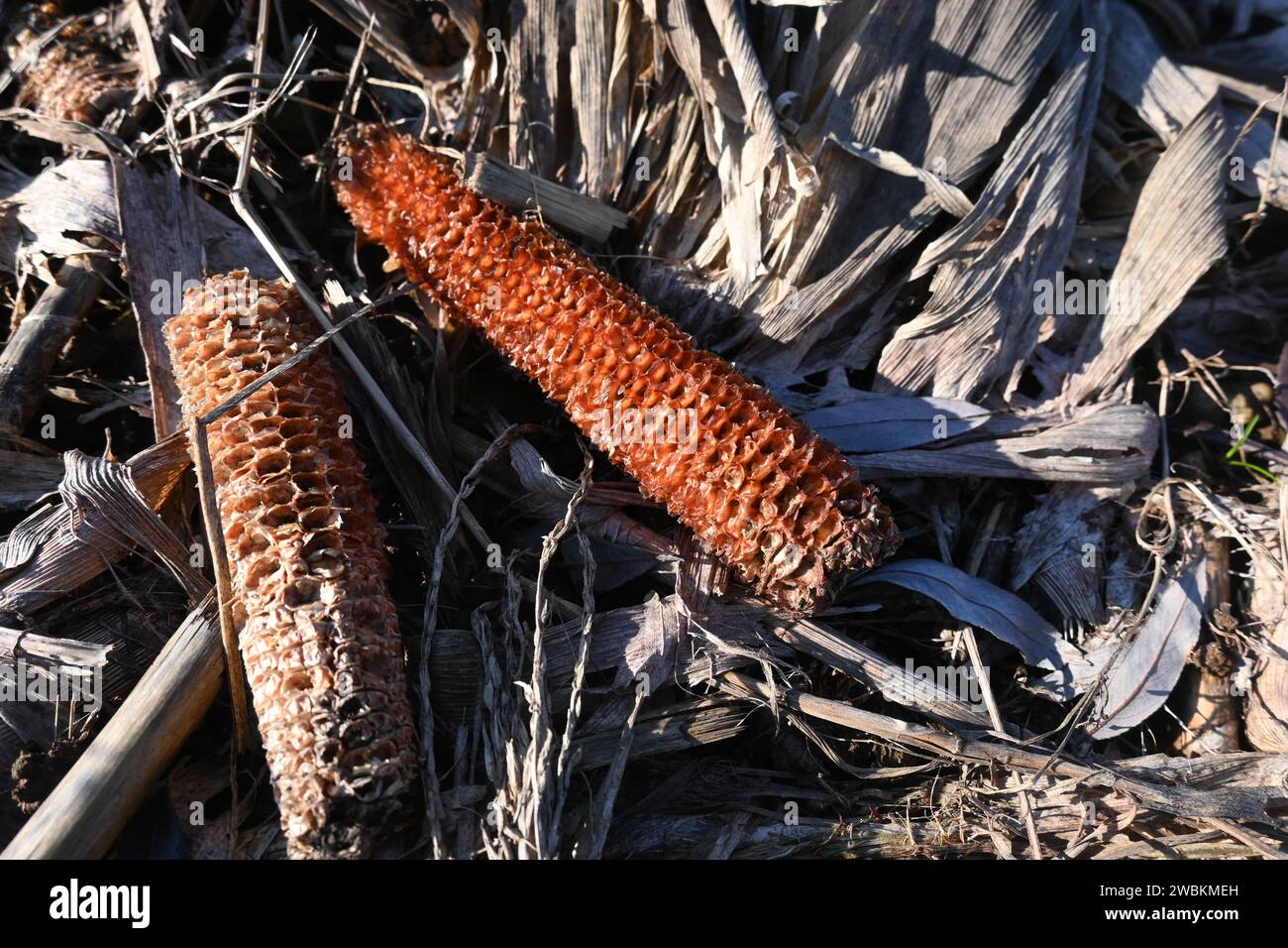 Raw material production hi-res stock photography and images - Alamy