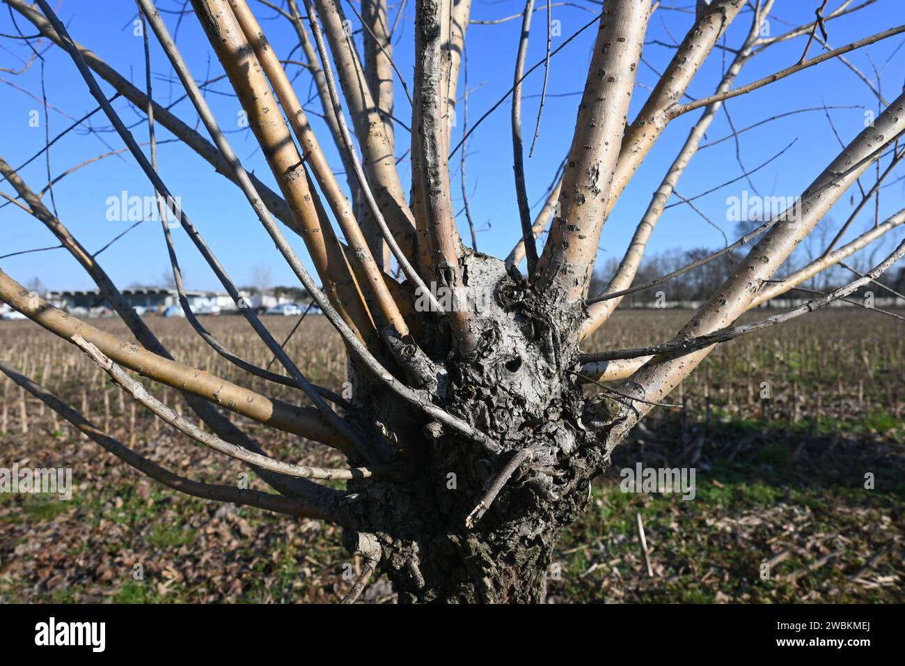 Tree branches in winter Stock Photo - Alamy