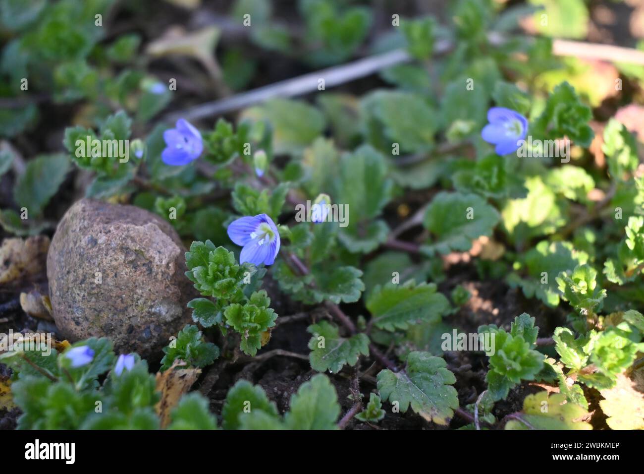 Flower: Common Veronica Stock Photo - Alamy