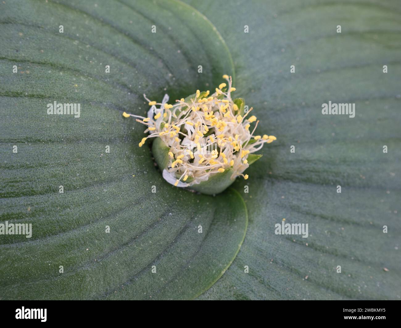 Massonia hi-res stock photography and images - Alamy