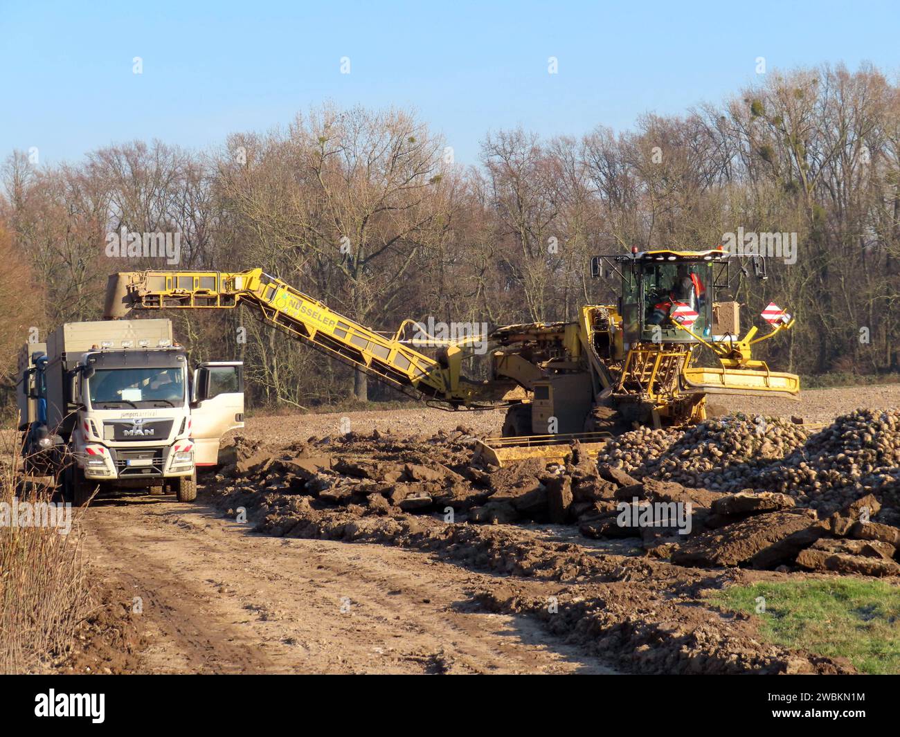 Zuckerruebenvollernter belaedt einen LKW mit Zuckerrueben aus der Miete ...