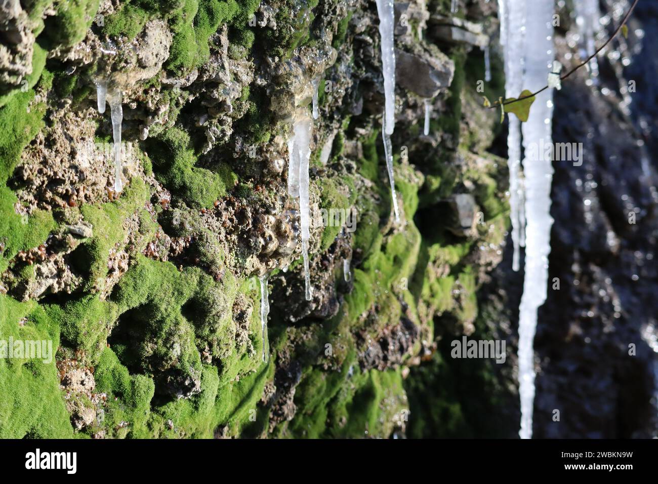 Mosses in winter on hi-res stock photography and images - Alamy