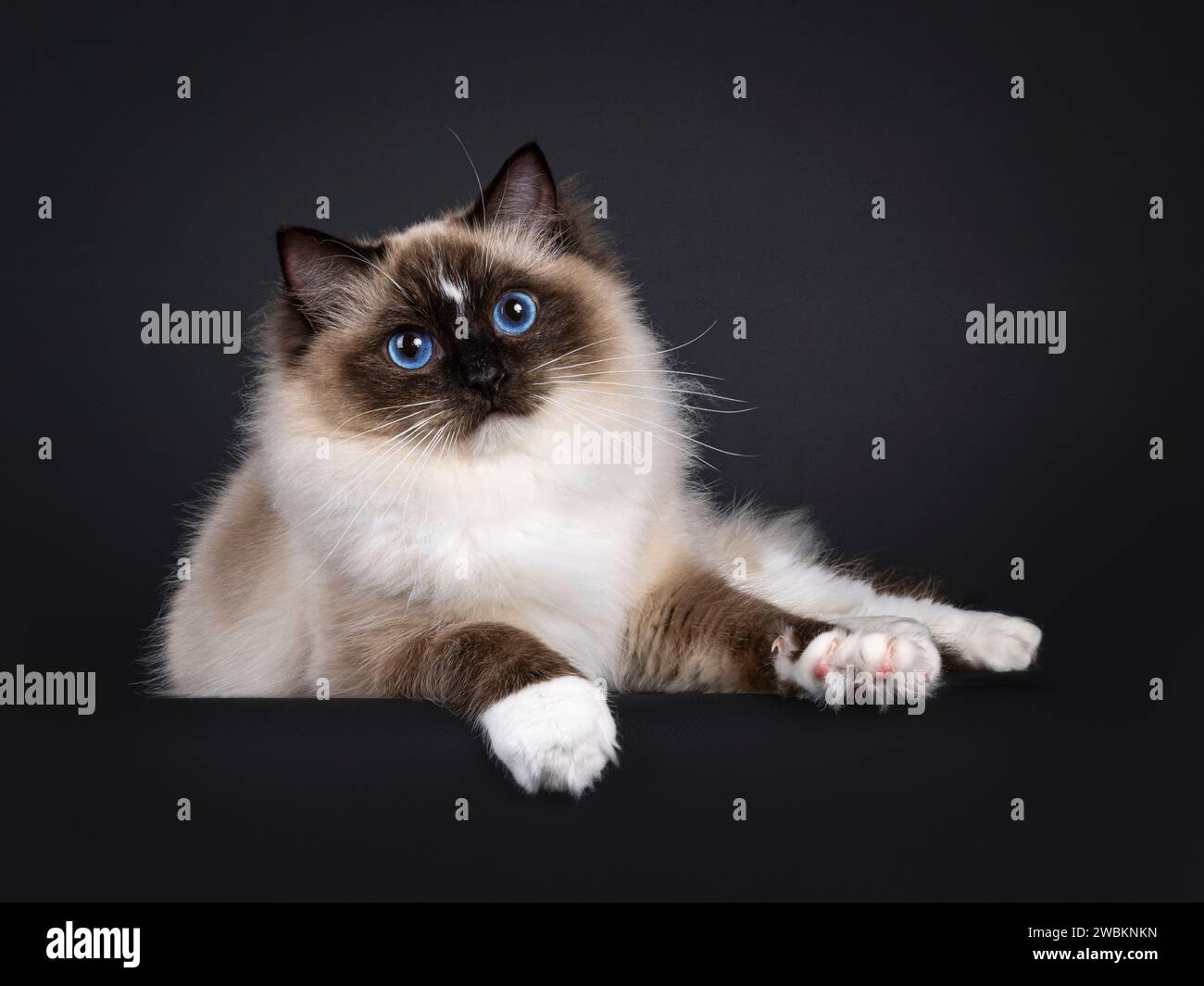 Beautiful young adult seal Ragdoll cat, laying down facing front on ...