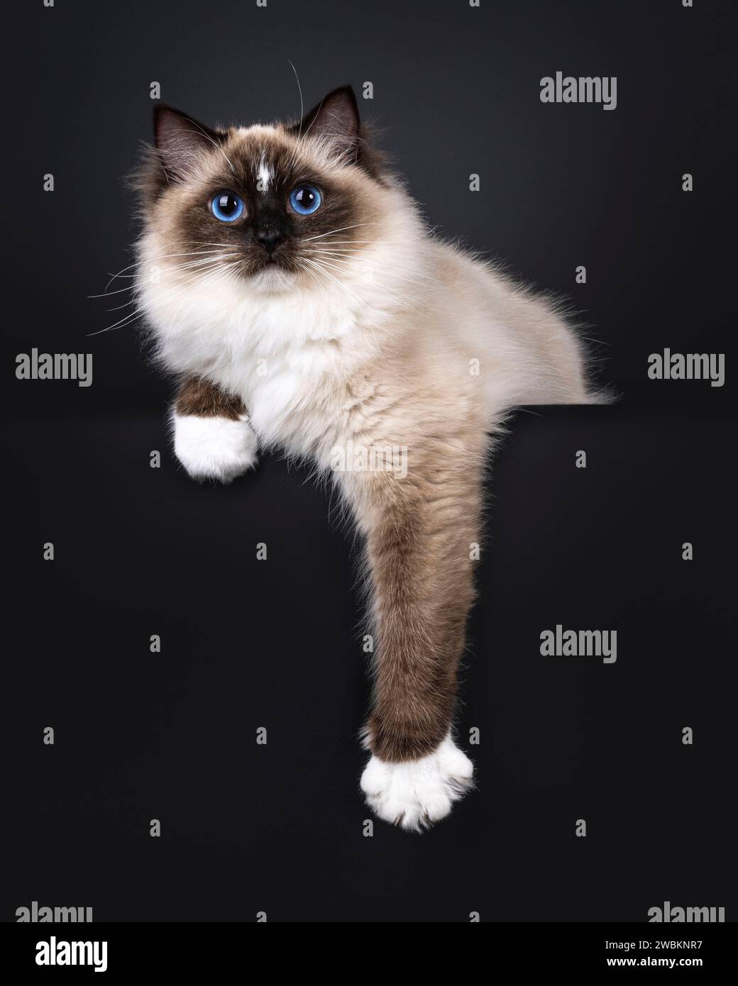 Beautiful young adult seal Ragdoll cat, laying down facing front on ...