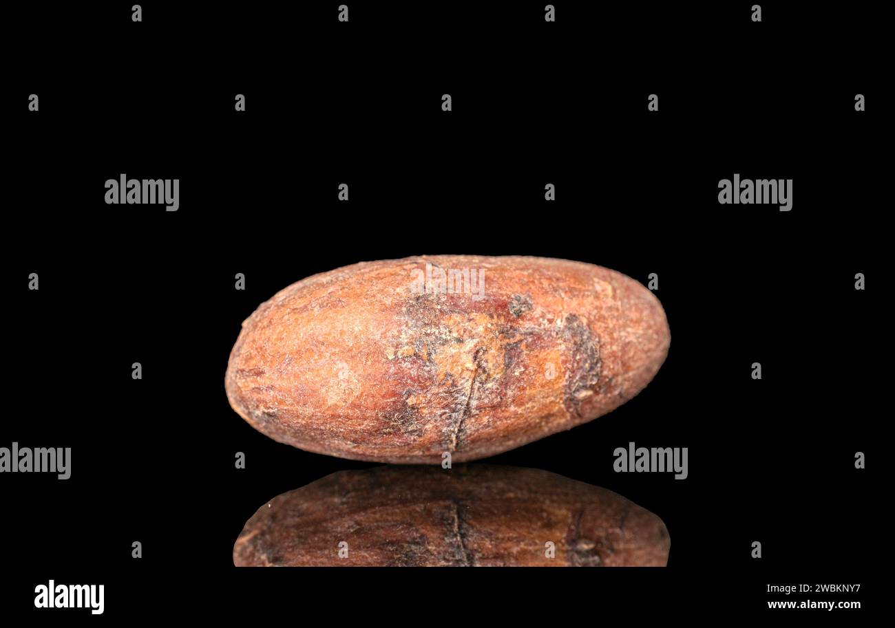 One cocoa bean, macro, isolated on black background Stock Photo - Alamy