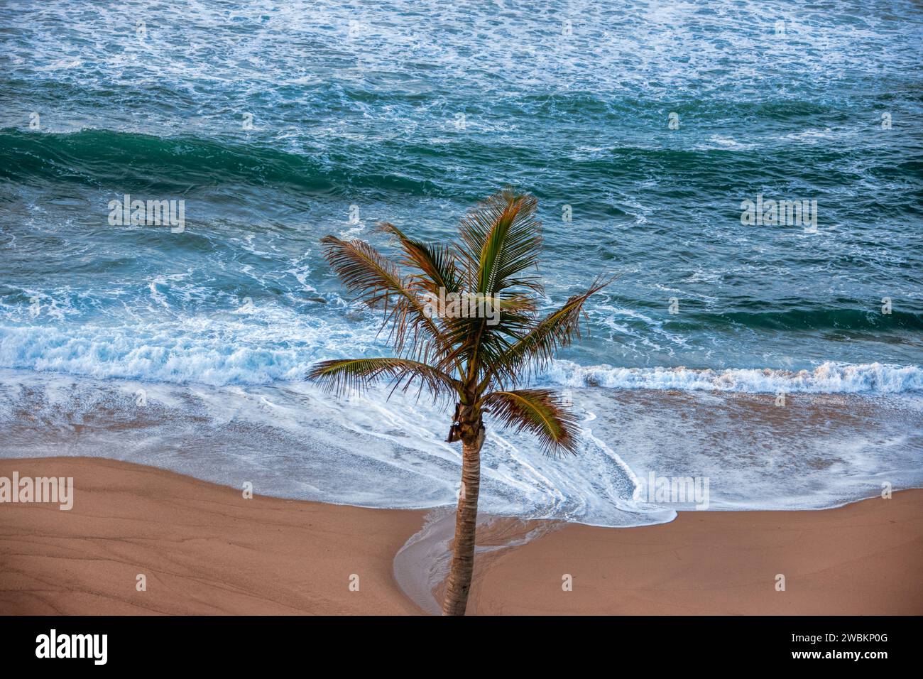 palm tree on the beach, ocean waves, aerial view Stock Photo - Alamy