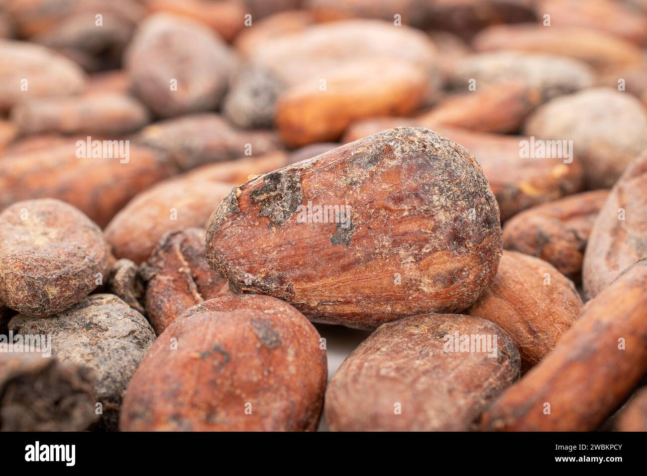 A few dry cocoa beans, macro Stock Photo - Alamy