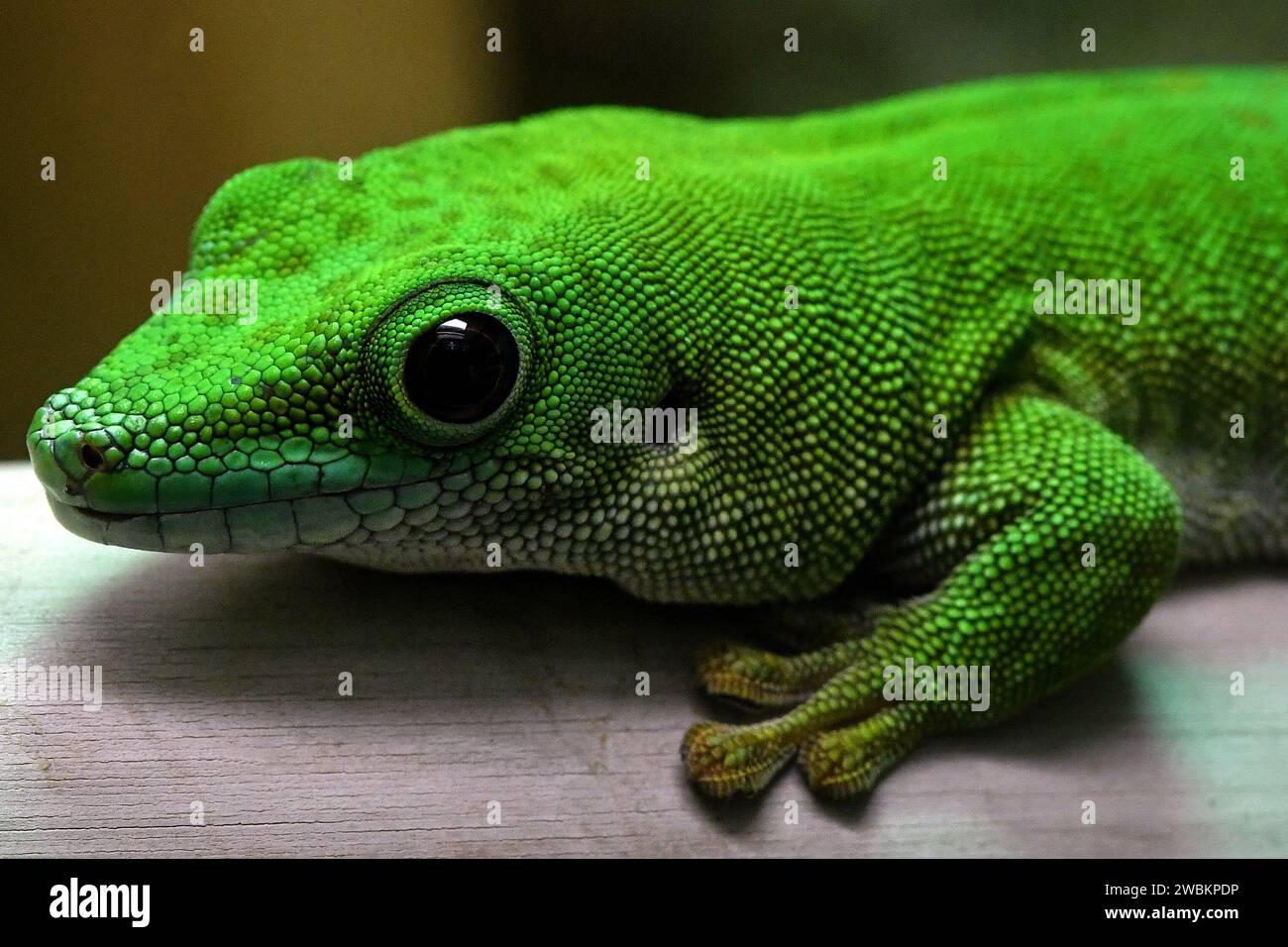 January 11, 2024, Dvur Kralove Nad Labem, Czech Republic: Koch's giant ...