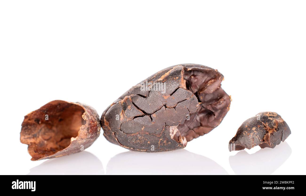 One cocoa bean, macro, isolated on white background Stock Photo - Alamy