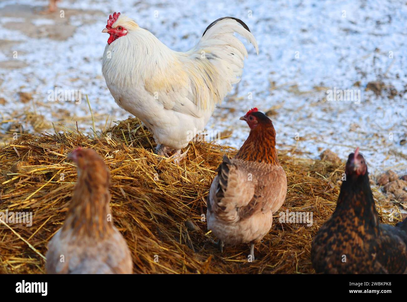 Frost 11.01.2024, Ostramondra, weisser Hahn und Huehner auf einem ...
