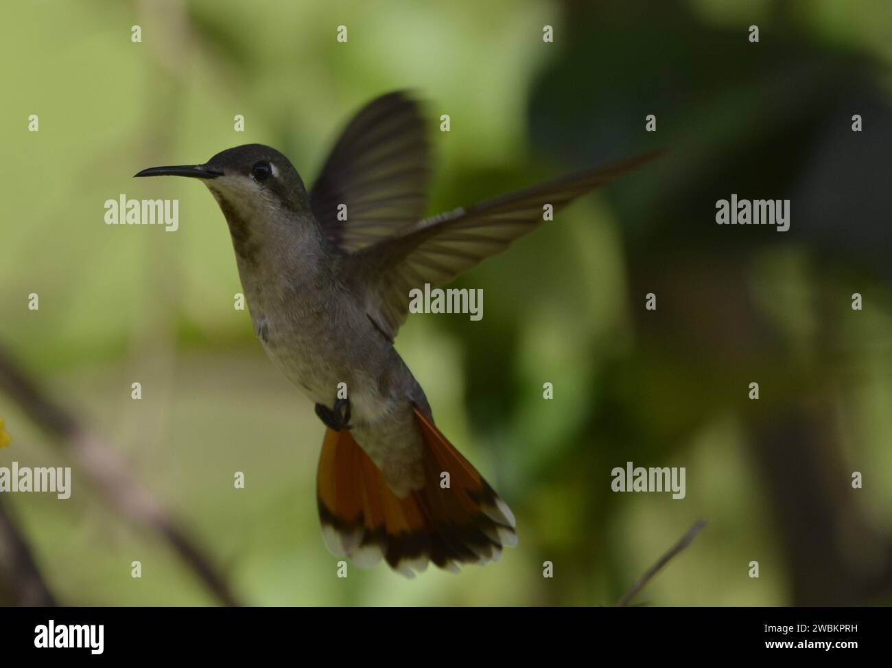 Hummingbird in flight Stock Photo - Alamy