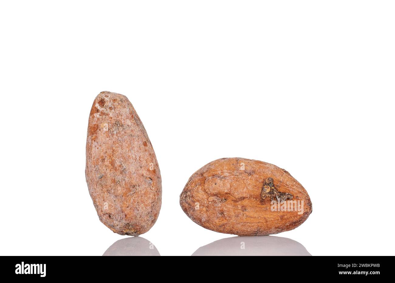 Two cocoa beans, macro, isolated on white background Stock Photo - Alamy