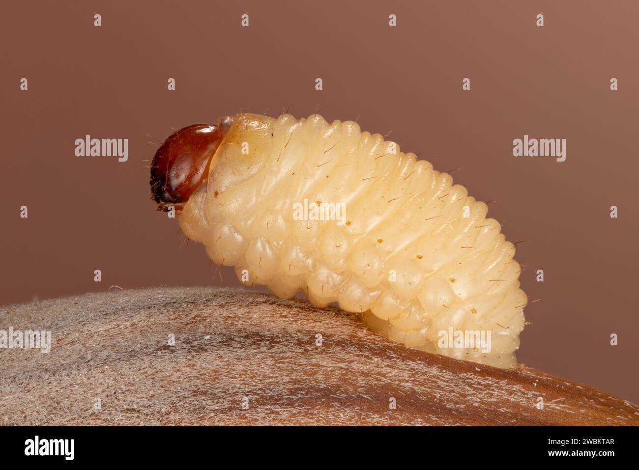 Larva of the hazelnut weevil hatches from a hazelnut, Curculio nucum ...