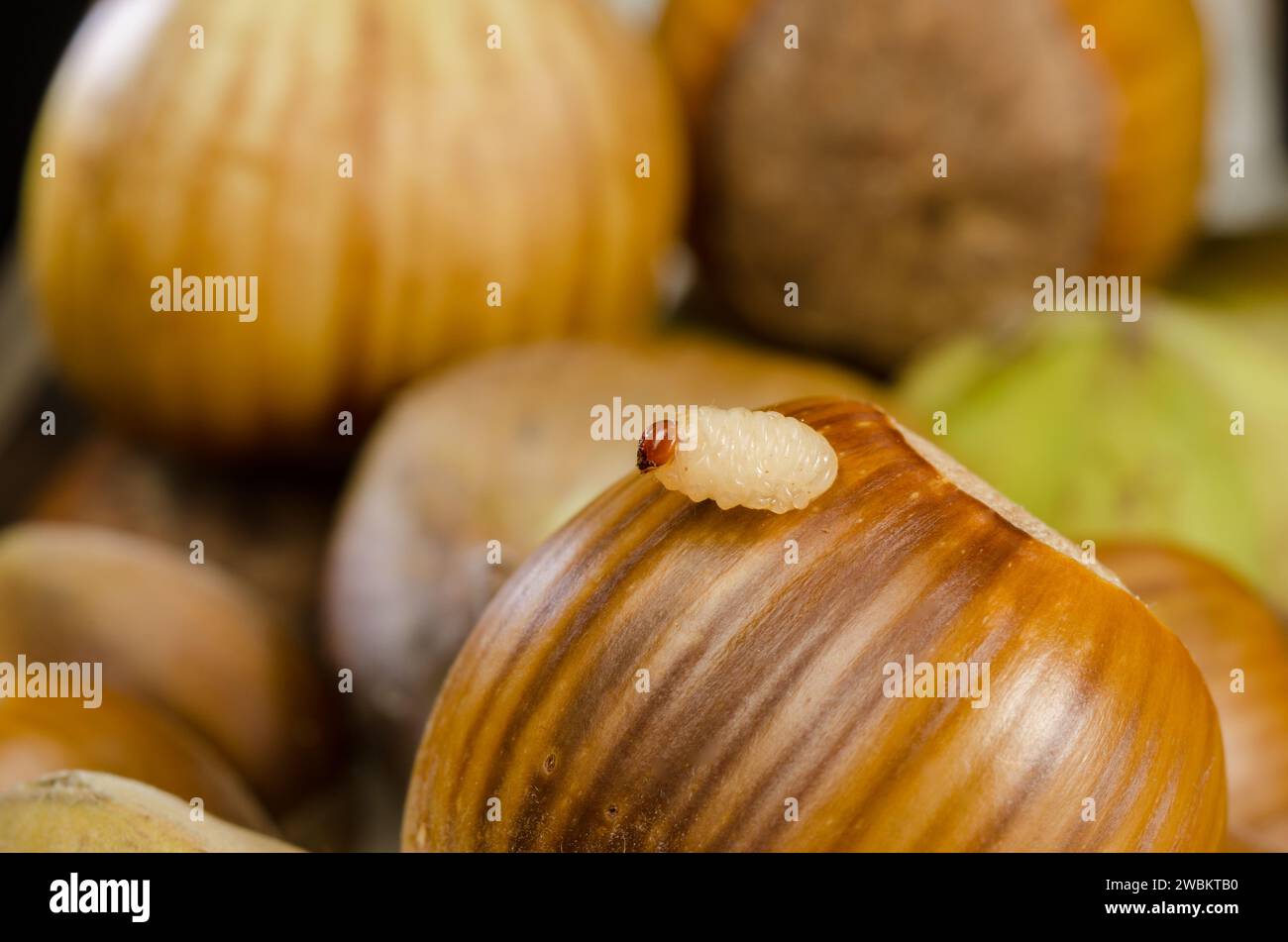 Larva of the hazelnut weevil hatches from a hazelnut, Curculio nucum larva emerging from ...