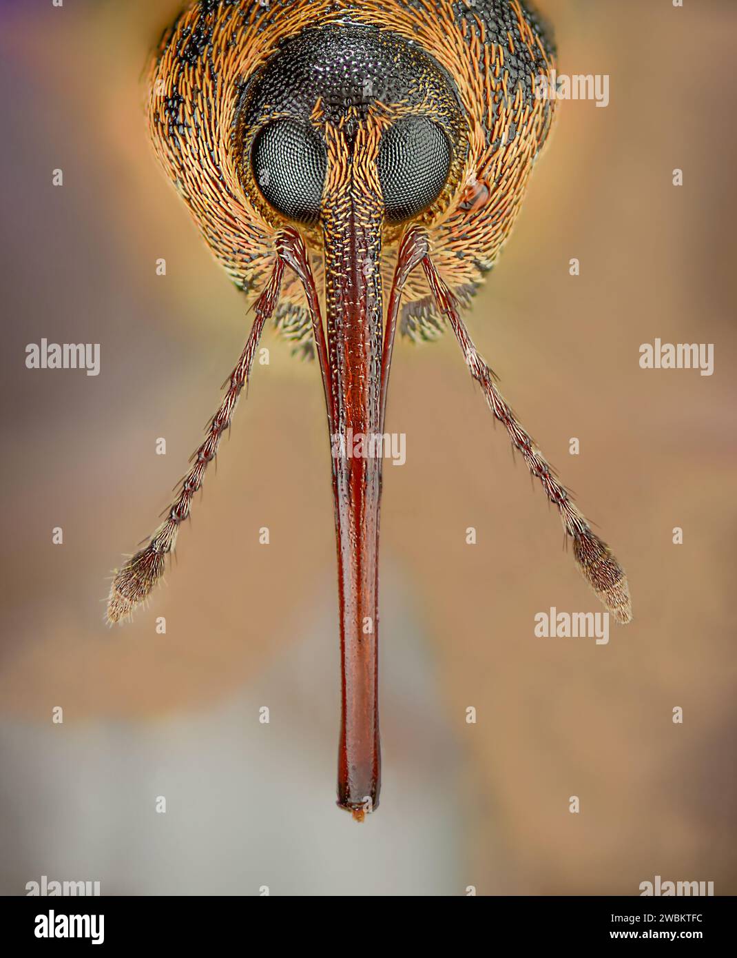 Hazel nut weevil, Hazelnut weevil, Hazelnut pest hazelnut borer ...