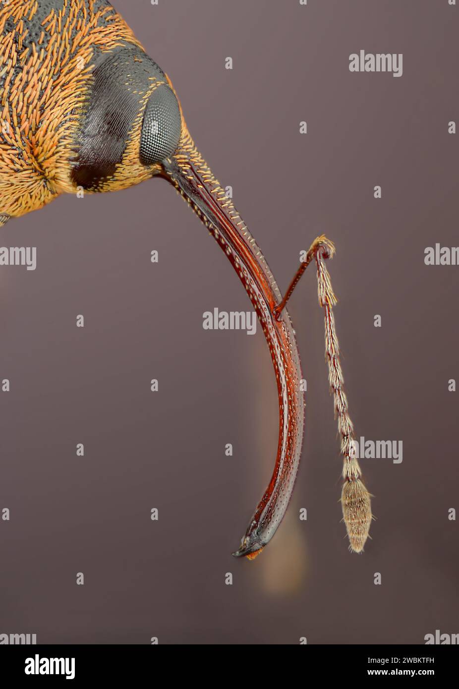 Hazel nut weevil, Hazelnut weevil, Hazelnut pest hazelnut borer ...