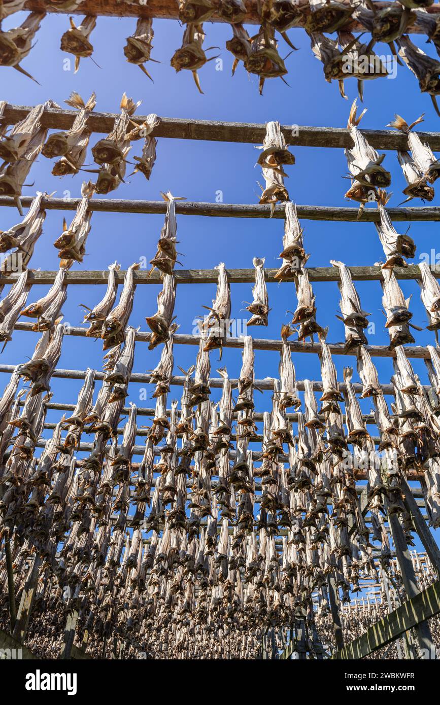 Vertical view of fish drying on racks in Lofoten, Norway, with a stark ...